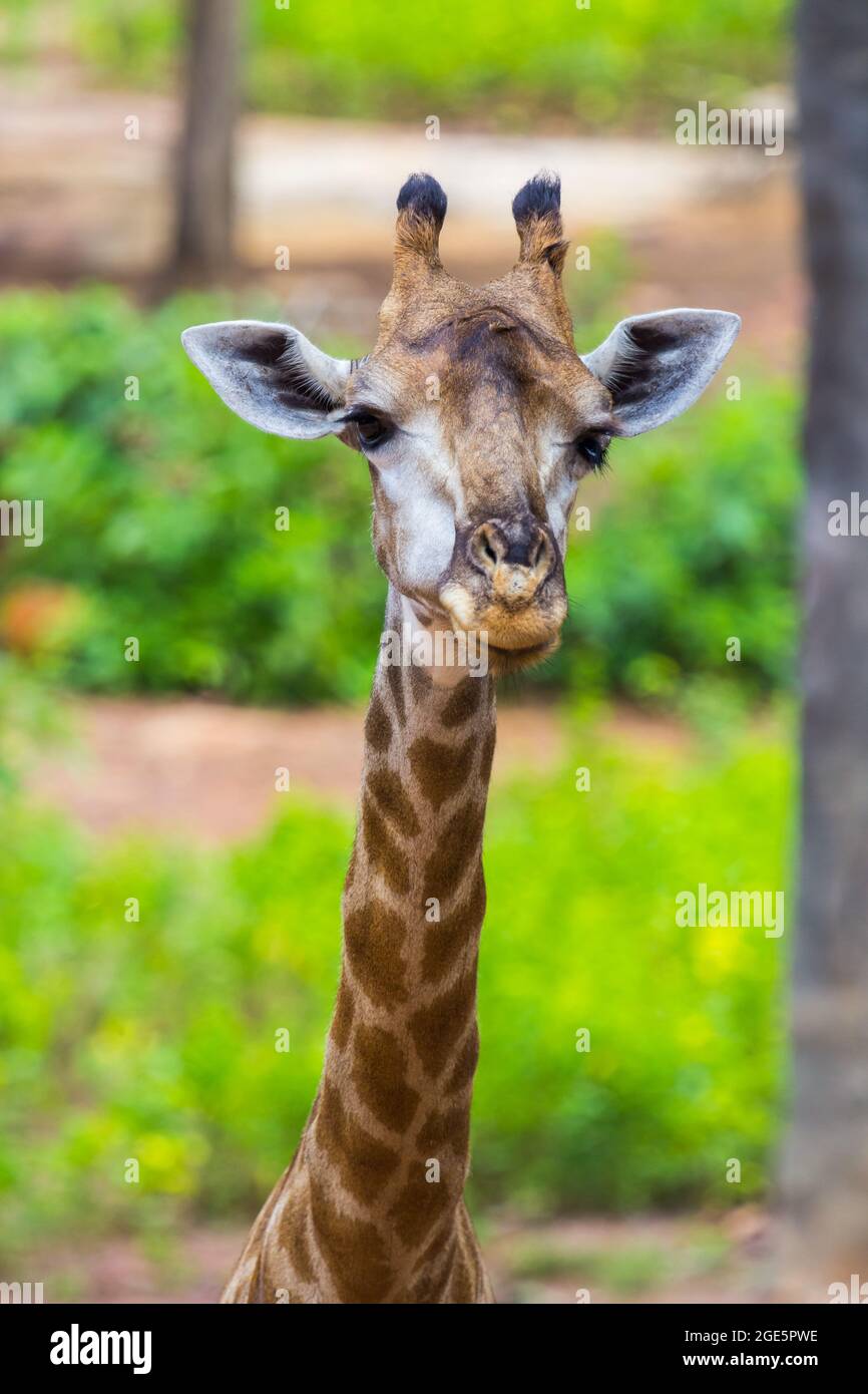 Face of Masai giraffe eating peaks around bush Stock Photo - Alamy