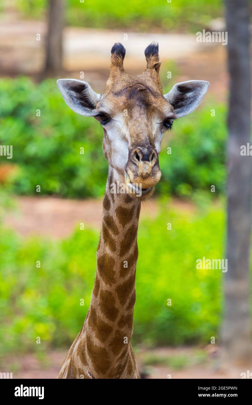 Face of Masai giraffe eating peaks around bush Stock Photo - Alamy