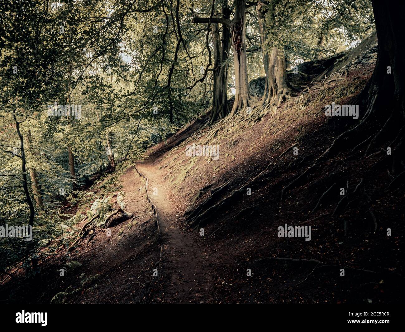 Mystical forest pathways and moss covered trees. The magical forest ...