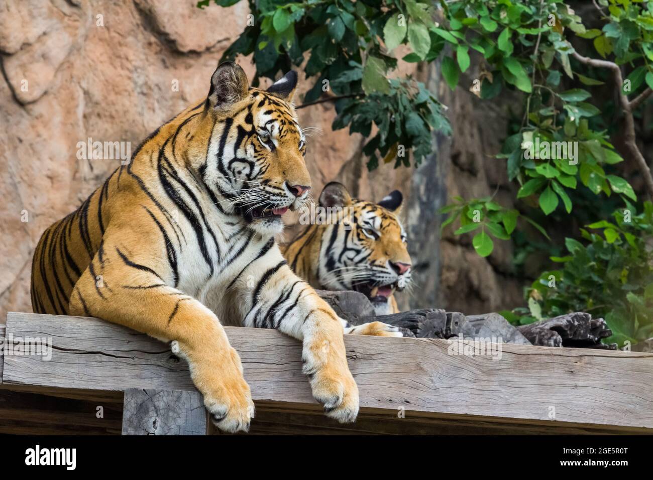Two tiger resting under the tree Nature background Stock Photo - Alamy