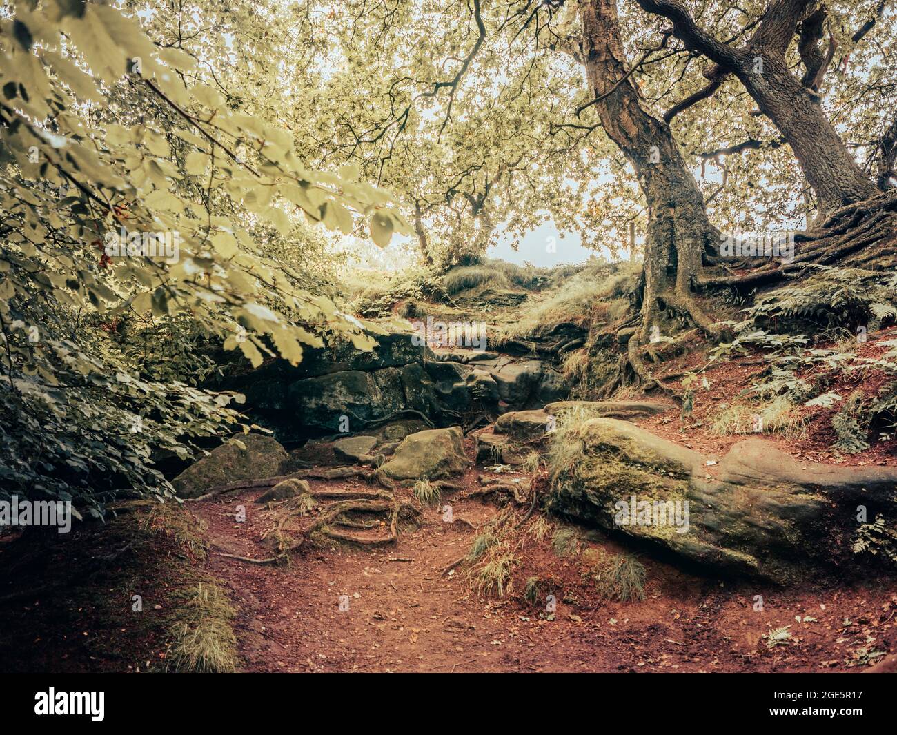 Mystical forest pathways and moss covered trees. The magical forest ...