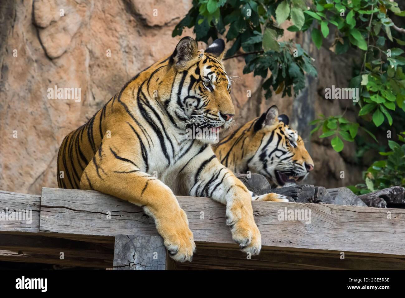 Two tiger resting under the tree Nature background Stock Photo - Alamy