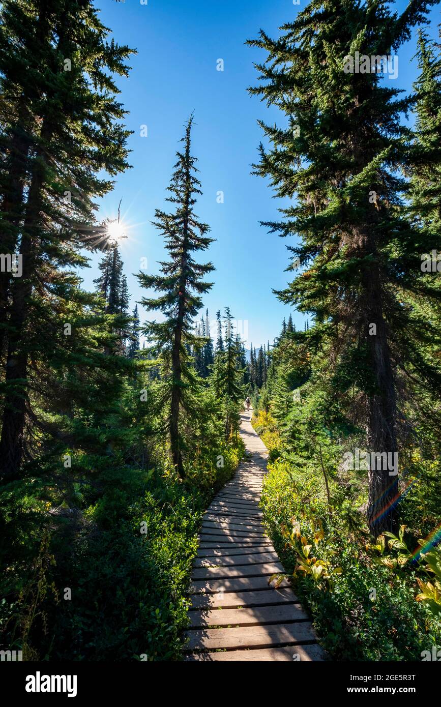 Trail through trees in the park hi-res stock photography and images - Alamy