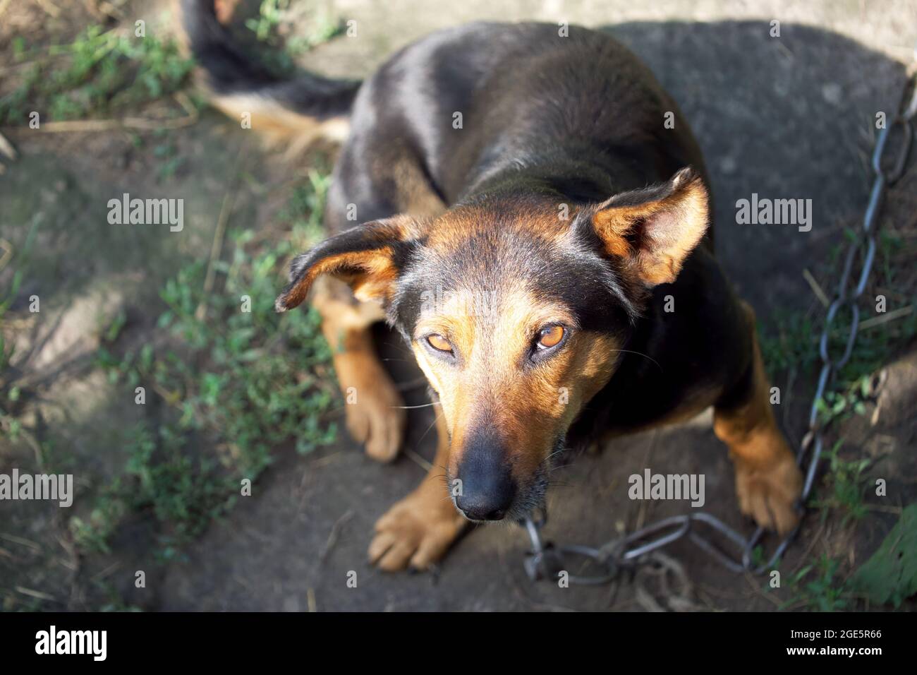 Mongrel close hi-res stock photography and images - Alamy