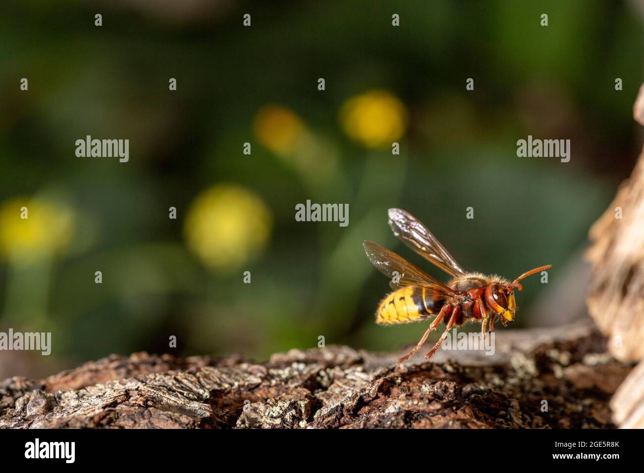 Hornet in flight hi-res stock photography and images - Alamy
