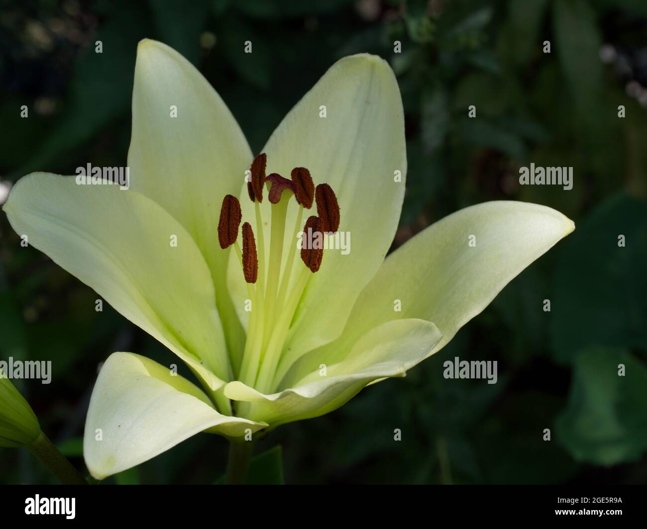 Single large lily flower. A flower with large petals Stock Photo - Alamy