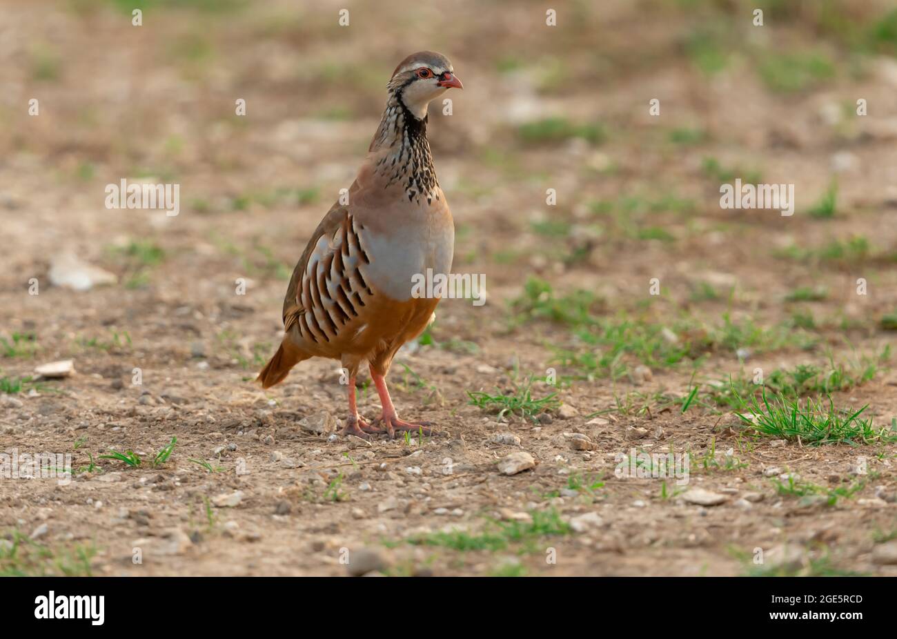 Close up of a Red-legged or French Partridge, Scientific name ...