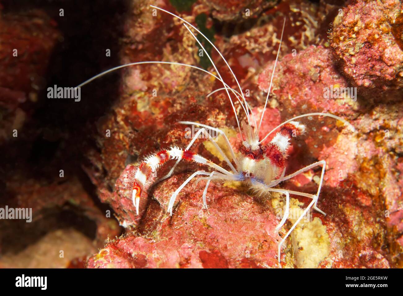 Banded Coral Shrimp (Stenopus hispidus), Red Sea, Aqaba, Jordan Stock ...
