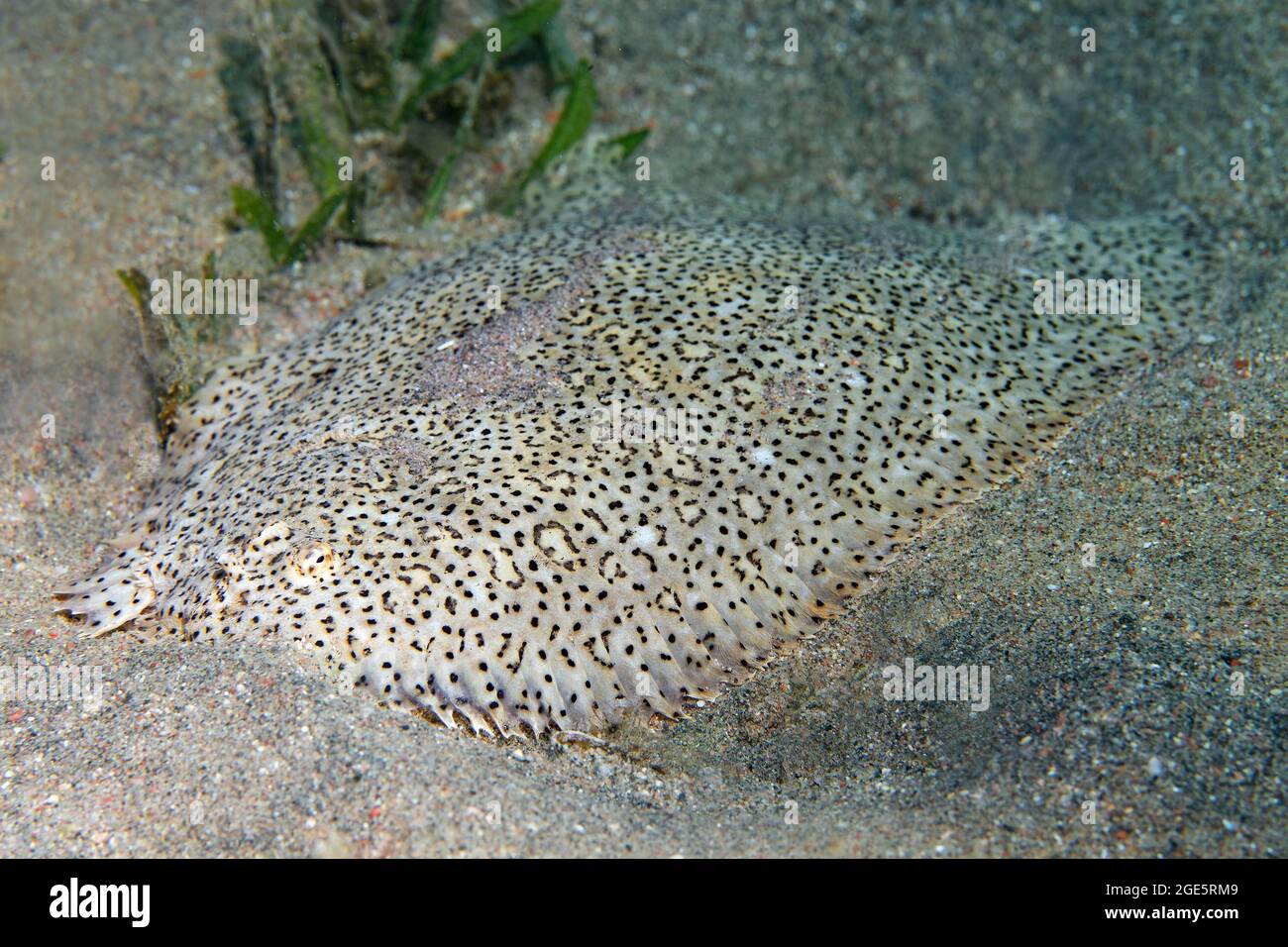 Finless sole (Pardachirus marmoratus) lies in the Sand Gund, Red Sea ...
