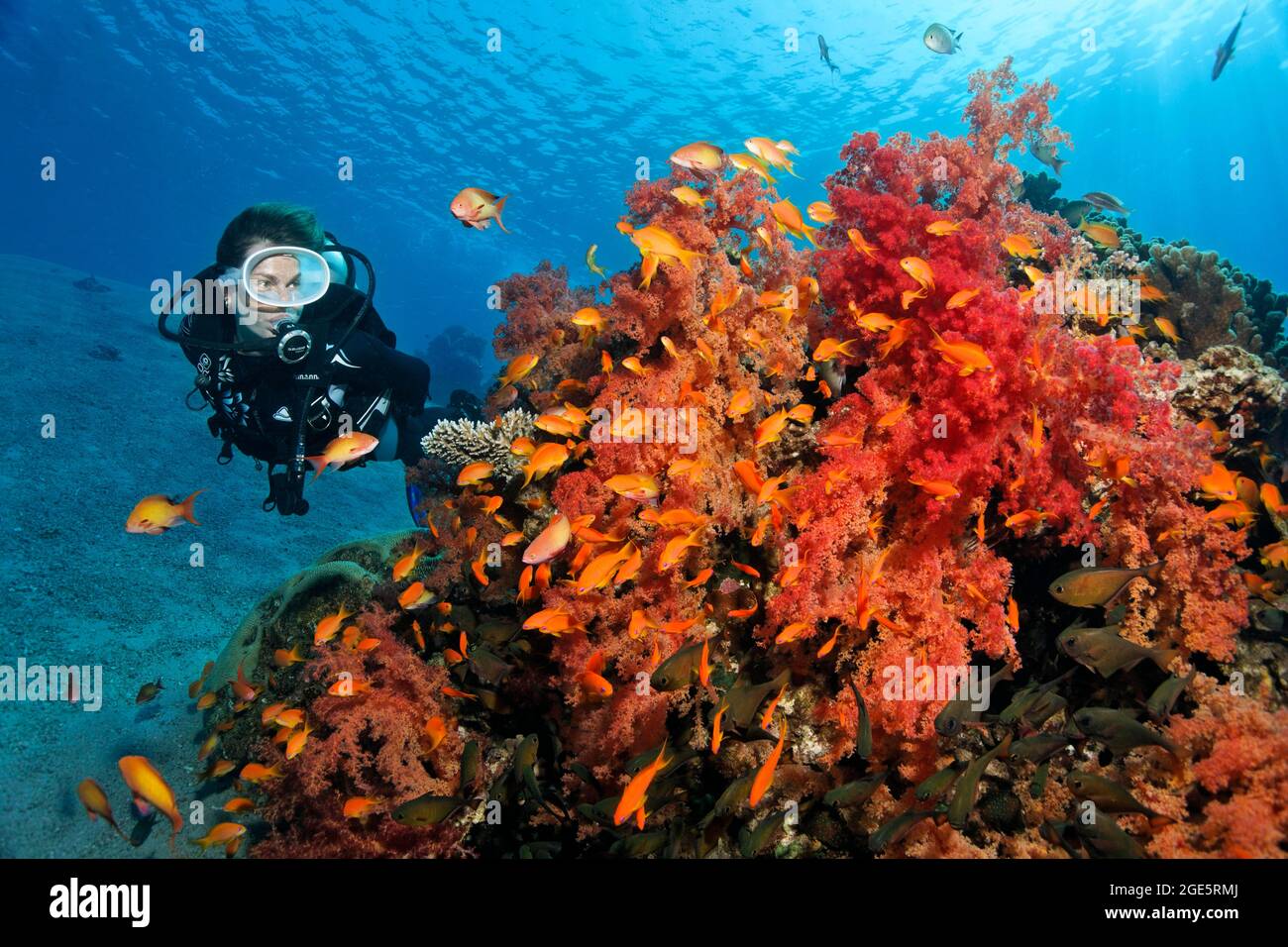 Red sea basslet hi-res stock photography and images - Alamy