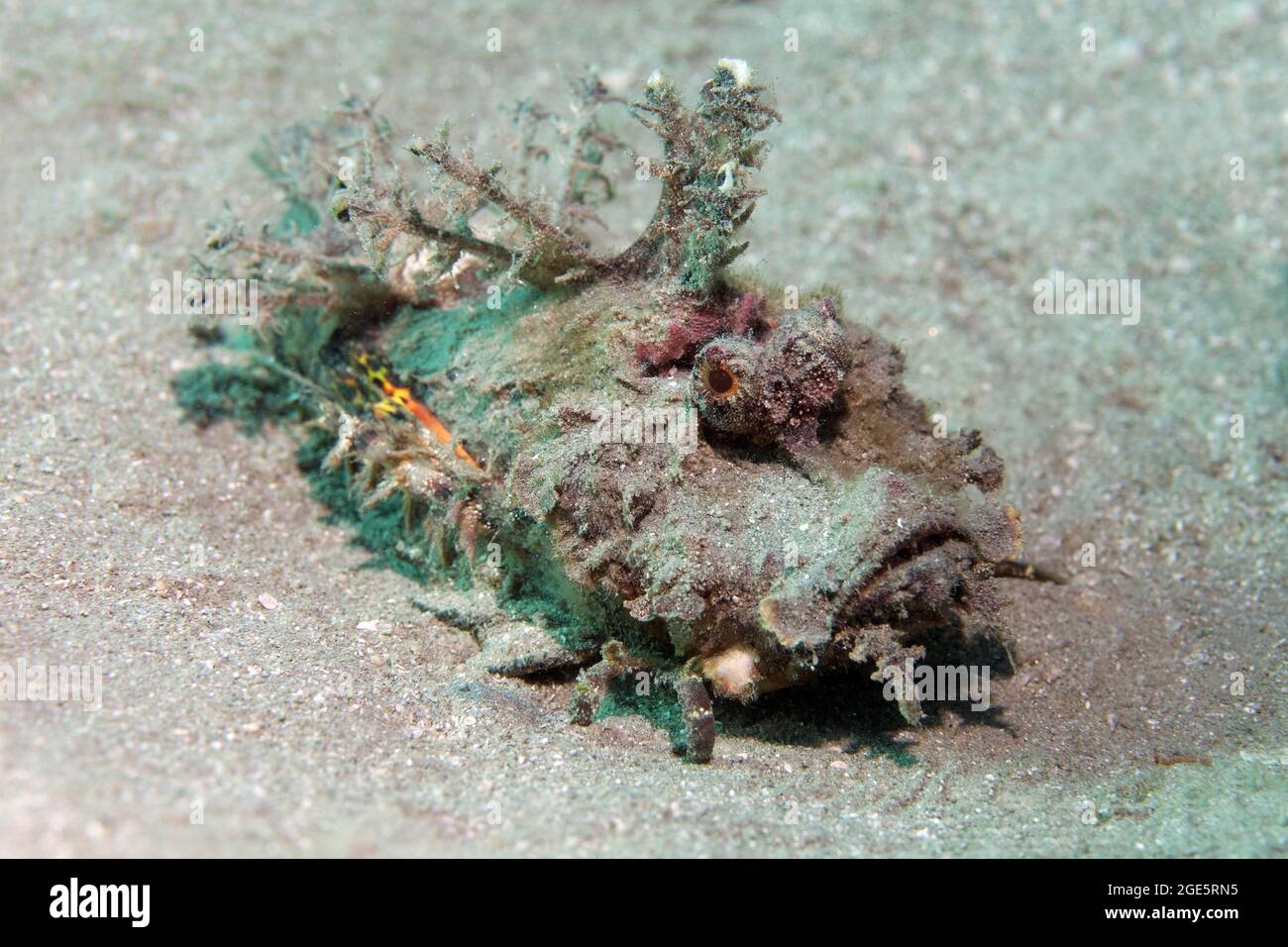 Filament-Finned Stinger (Inimicus filamentosus), sandy bottom, Red Sea ...
