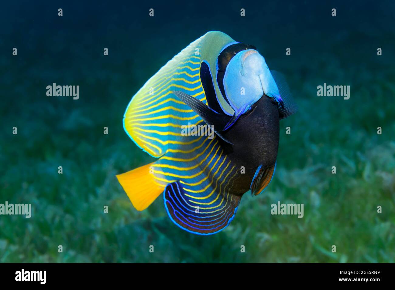 Emperor angelfish (Pomacanthus imperator) swimming over seagrass meadow ...