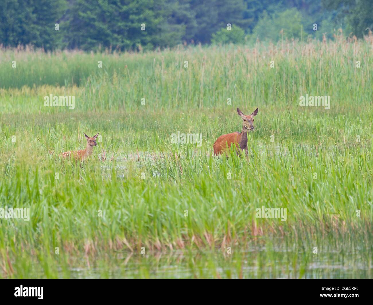 Red deer (Cervus elaphus) cow with stag calf, Upper Lusatia, Saxony ...