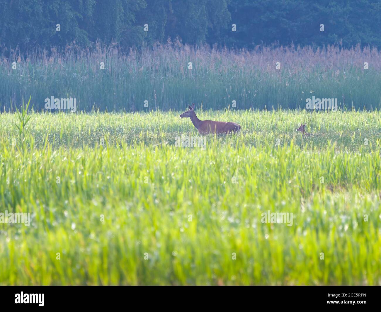 Red deer cow cervus elaphus and calf hi-res stock photography and ...