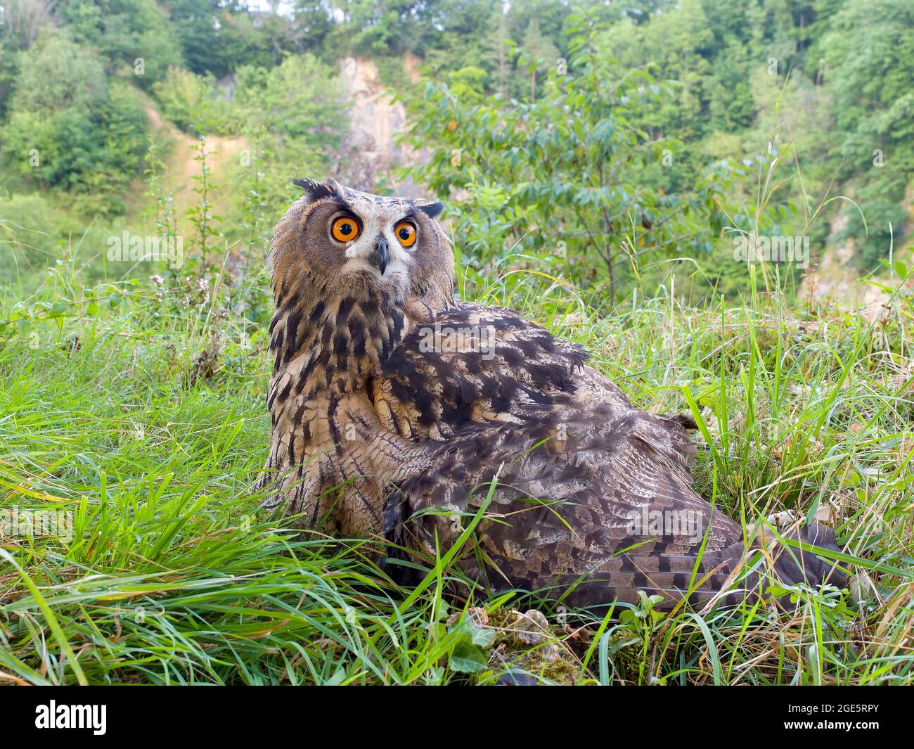 Eurasian eagle-owl (Bubo bubo), young bird sitting in the meadow ...