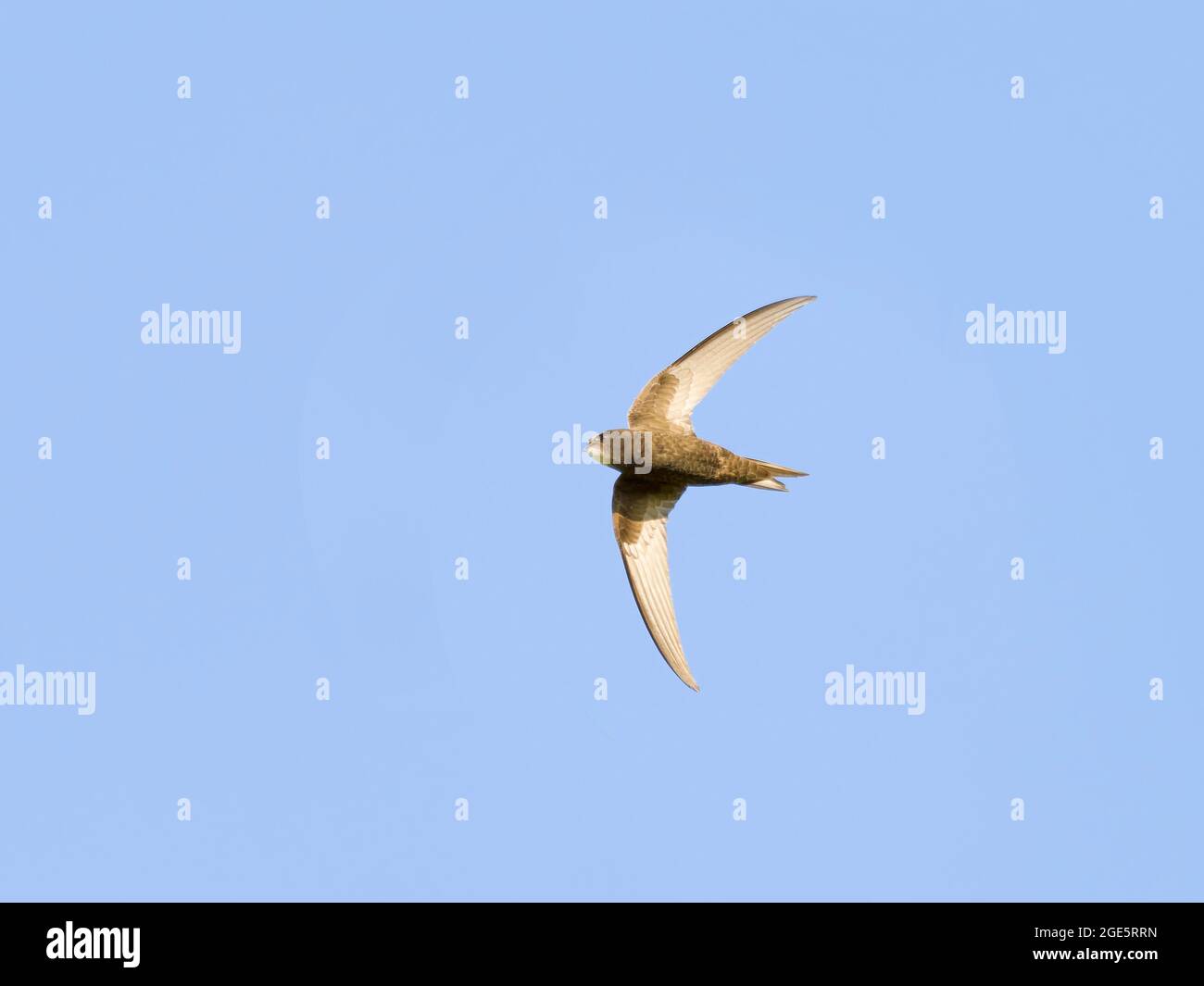 Common Swift (Apus apus), flying, Hesse, Germany Stock Photo - Alamy