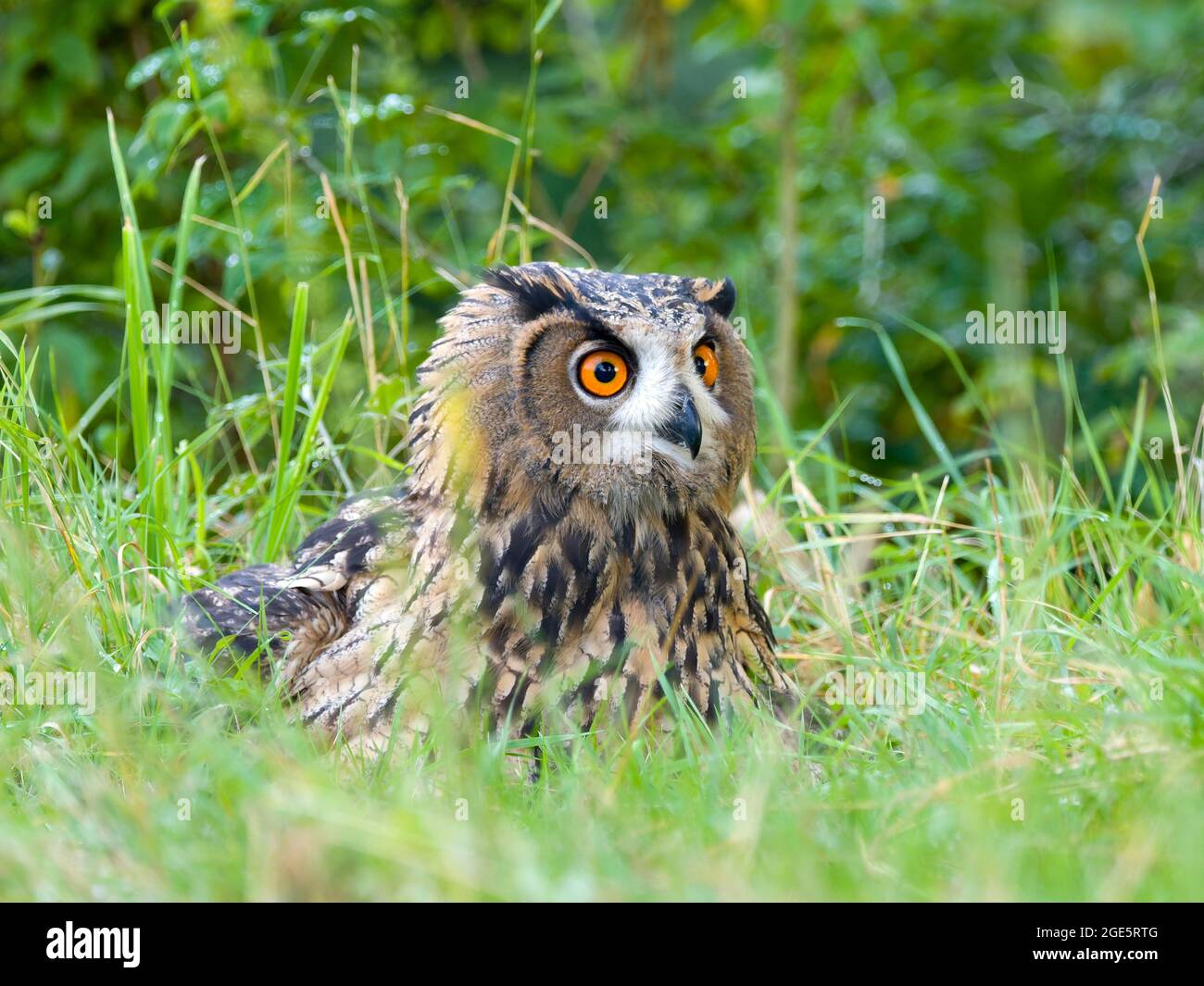 Eurasian eagle-owl (Bubo bubo), young bird sitting in the meadow ...