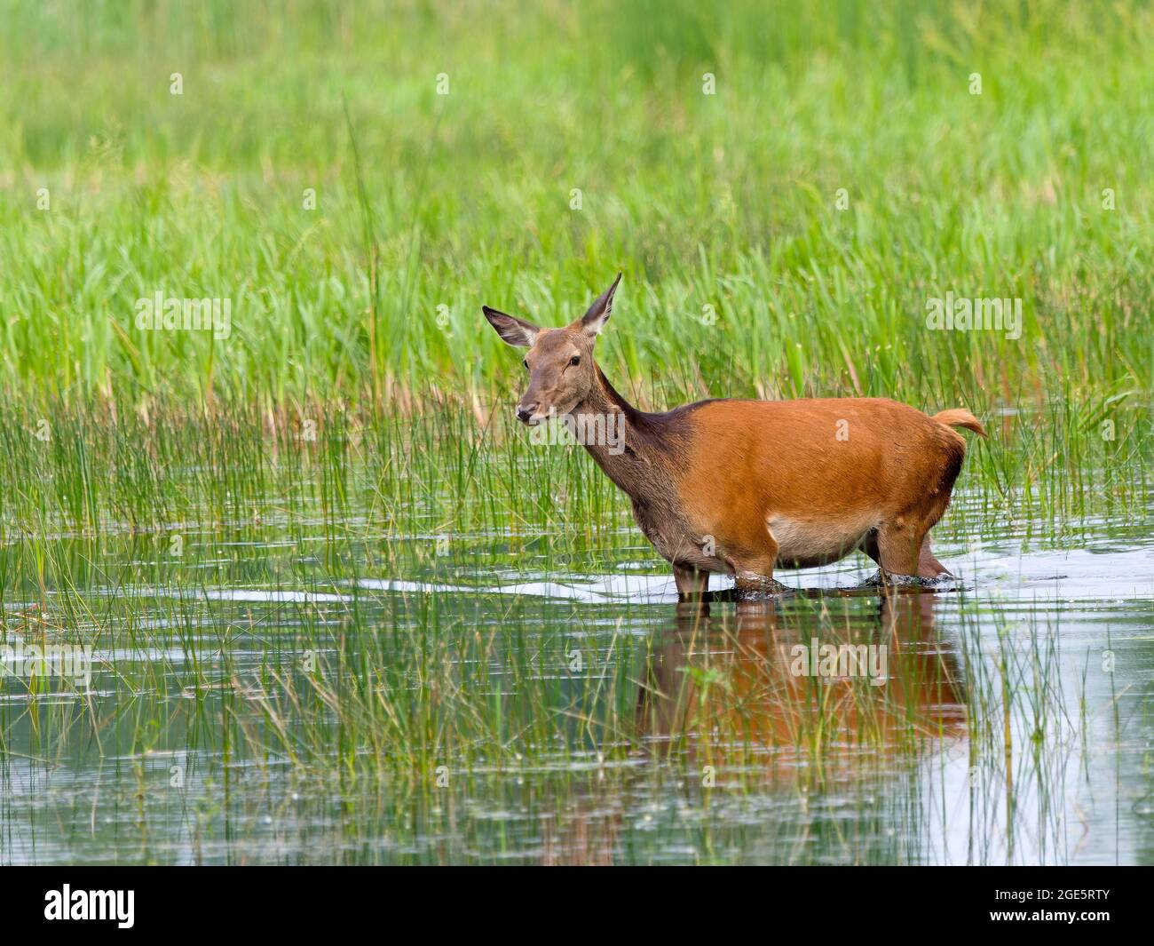 Red deer (Cervus elaphus) cow, Upper Lusatia, Saxony Stock Photo - Alamy