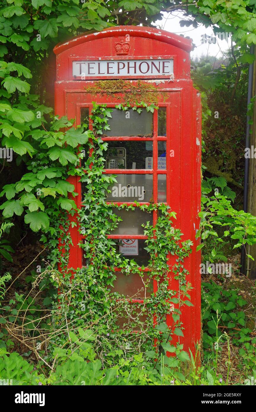 Overgrown, British, red telephone box, ivy, green background, Cornwall ...