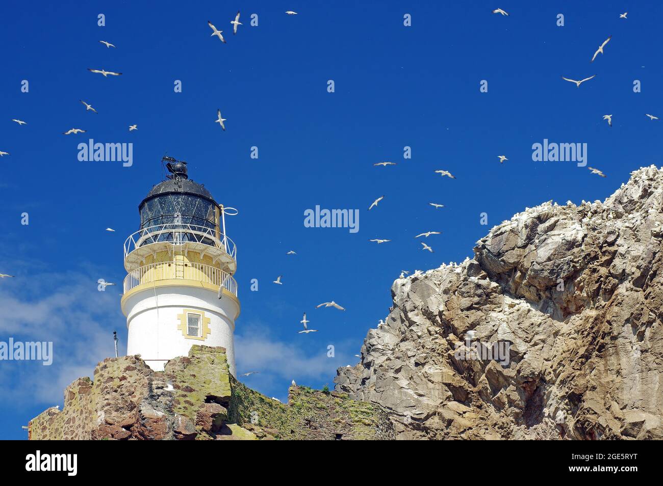Lighthouse and cliffs, blue sky with countless birds, gannets Bass Rock ...