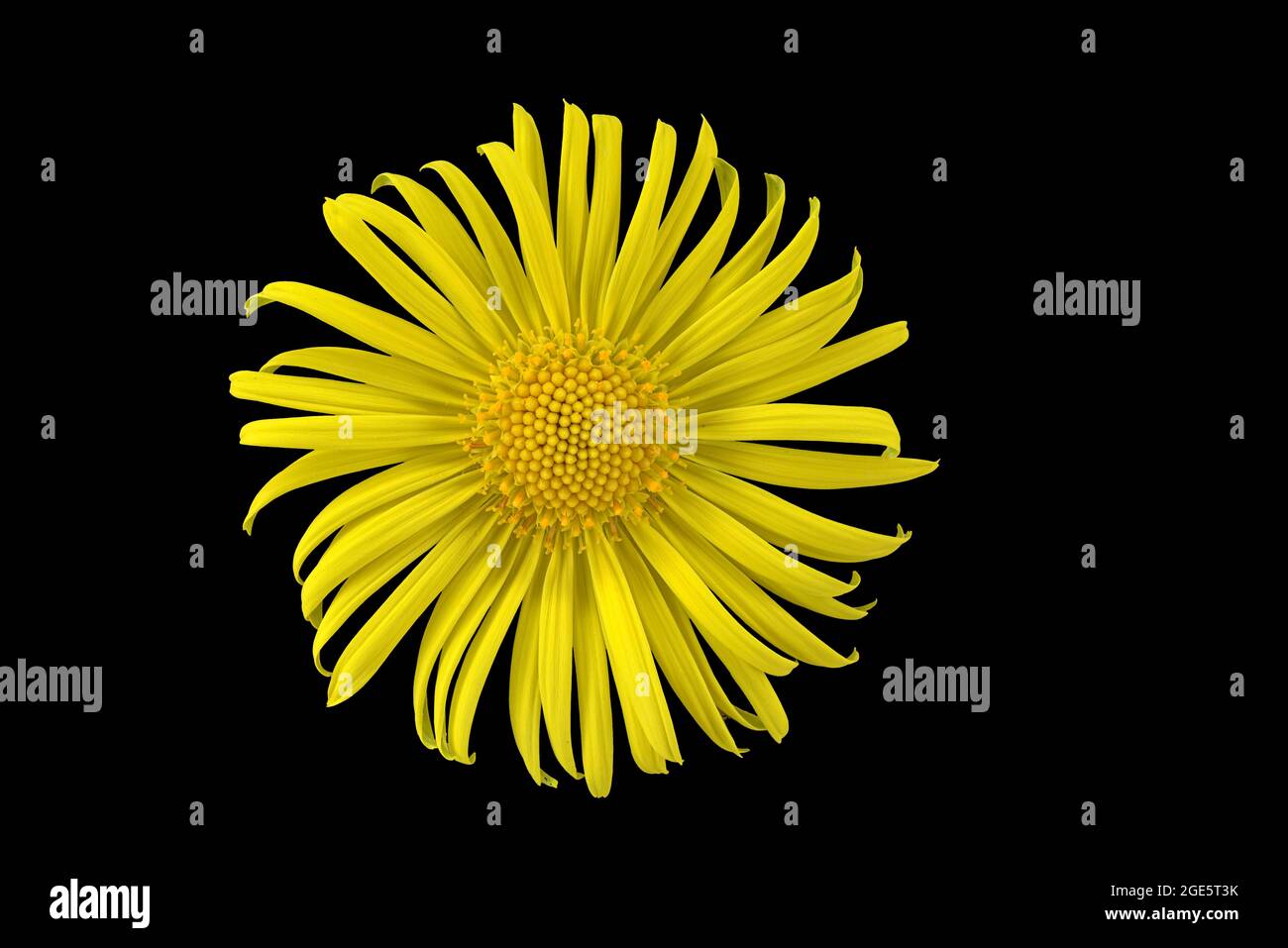 Leopards bane flower hi-res stock photography and images - Alamy