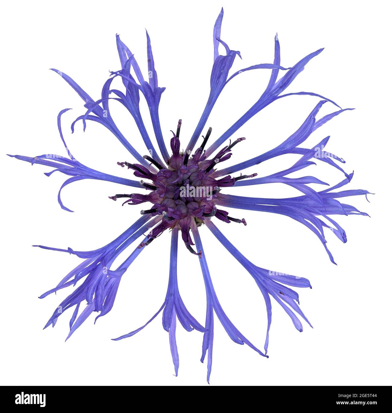 Cornflower (Centaurea cyanus), flower, Germany Stock Photo - Alamy