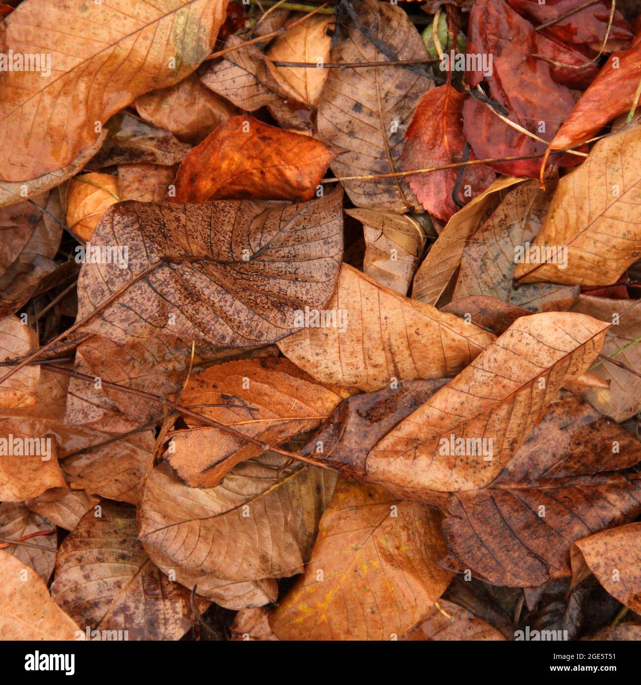 Background from sluggish leaves. Autumn. Wet leaves Stock Photo - Alamy