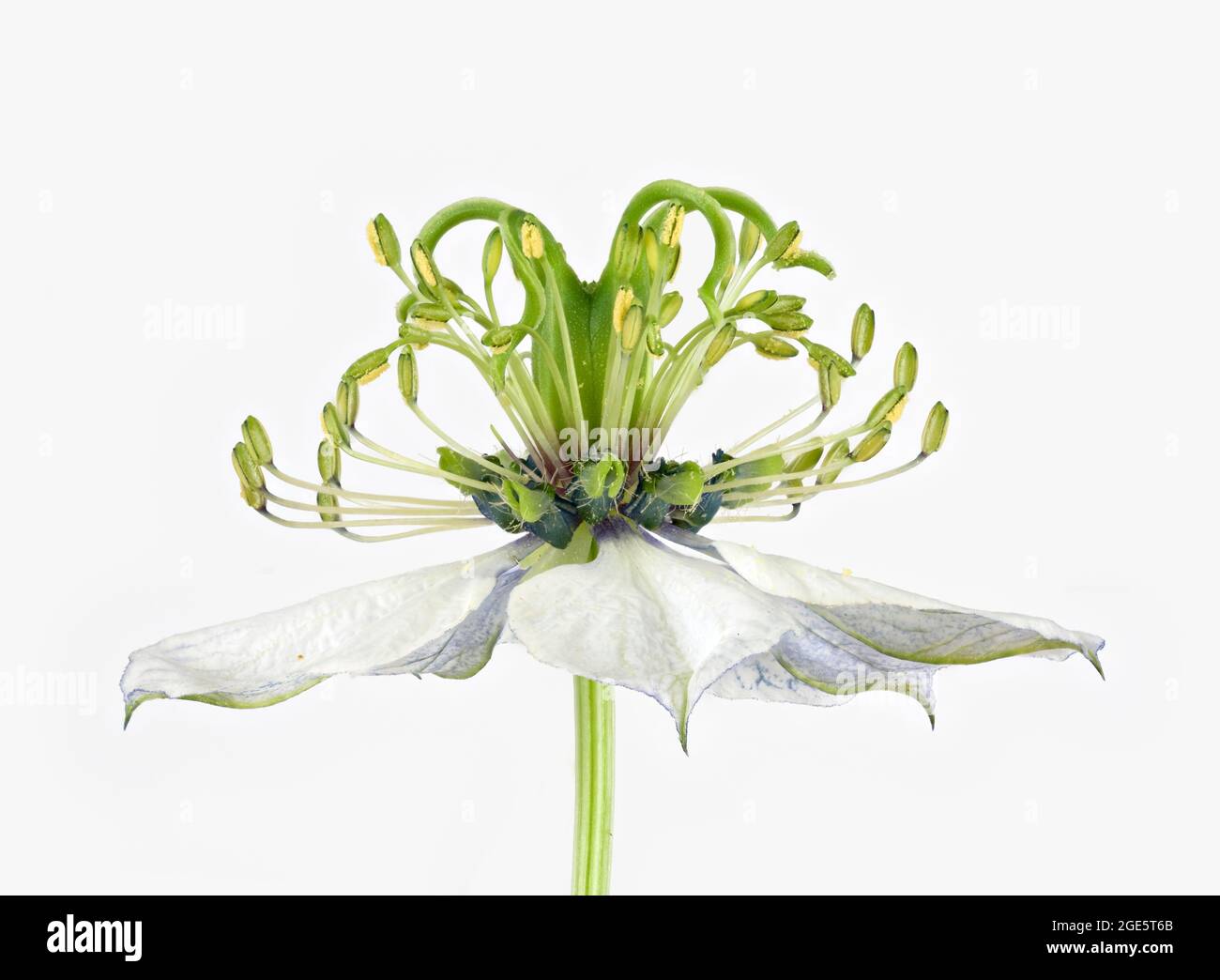 Love in a mist (Nigella damascena), flower, female flowering phase ...