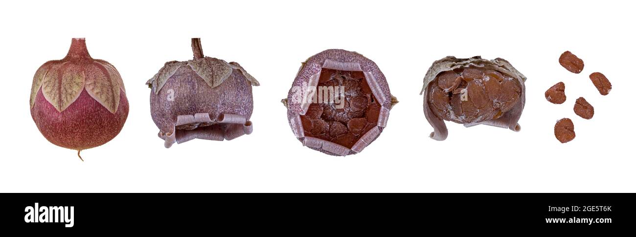 Persian room view hi-res stock photography and images - Alamy