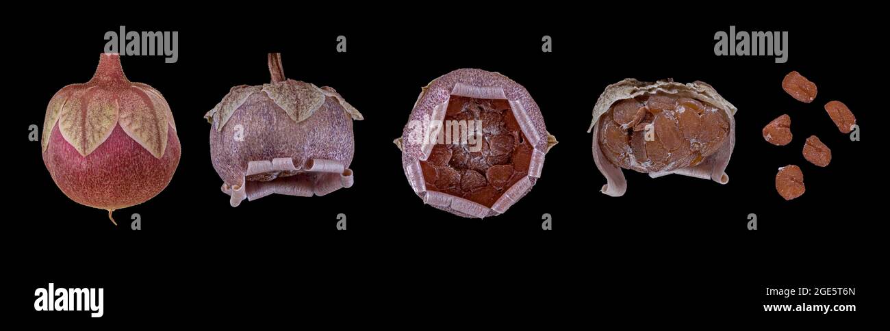 Mediterranean and alpine hi-res stock photography and images - Alamy