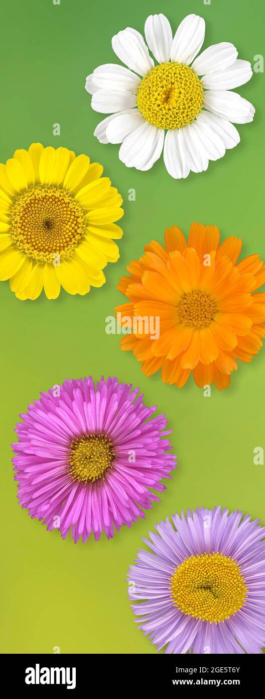 Composite plants hi-res stock photography and images - Alamy