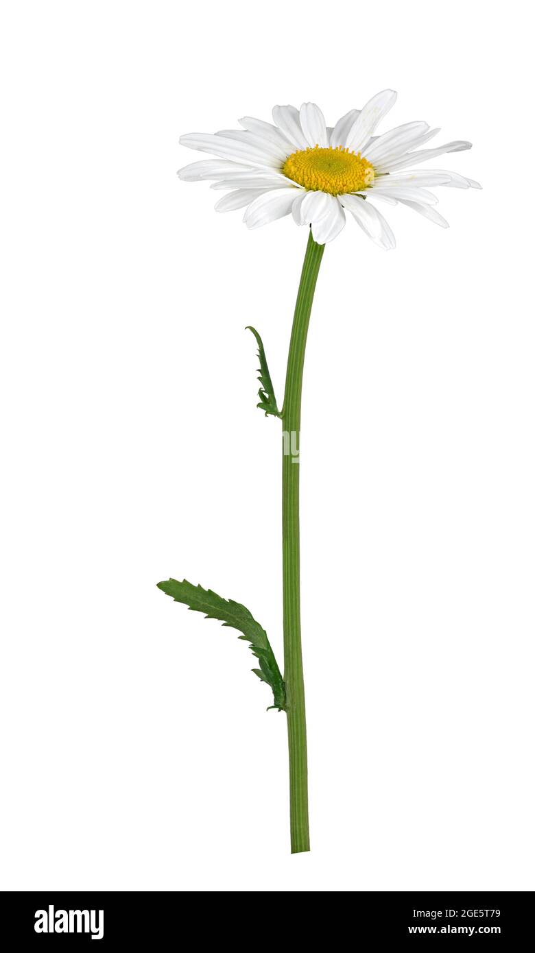 Dog daisy (Leucanthemum vulgare), stem with flower, Germany Stock Photo ...