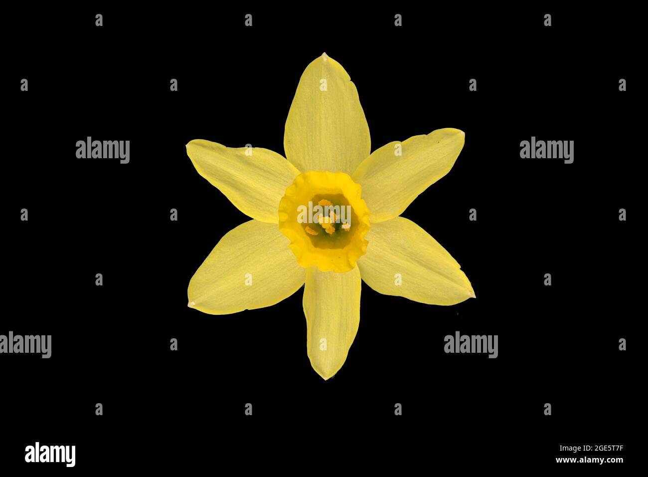 Wild daffodil (Narcissus pseudonarcissus), flower, Germany Stock Photo ...