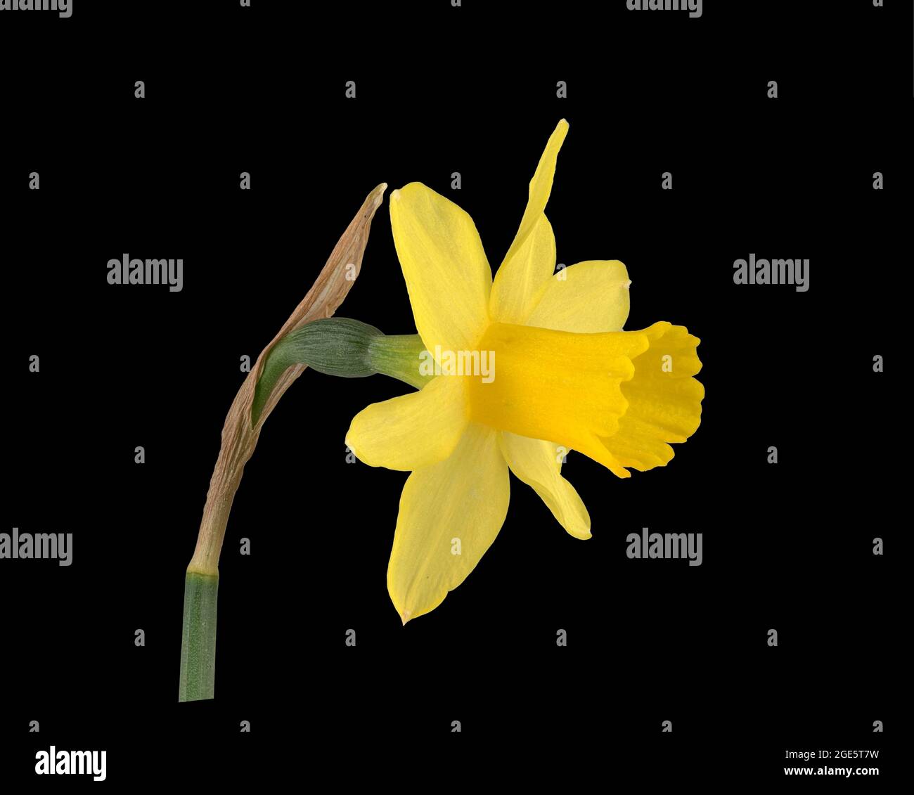 Wild daffodil (Narcissus pseudonarcissus), flower, Germany Stock Photo ...