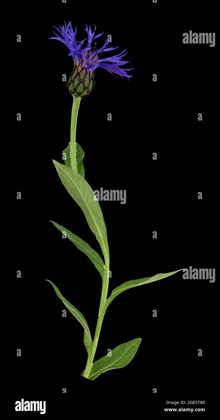 Asteraceae stem hi-res stock photography and images - Alamy
