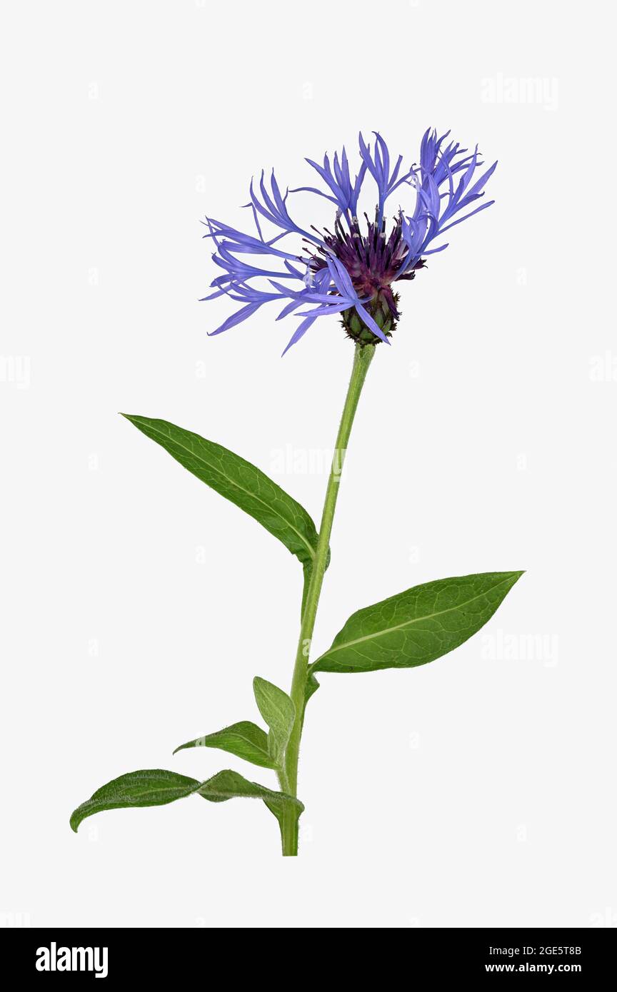 Perennial white cornflower Cut Out Stock Images & Pictures - Alamy
