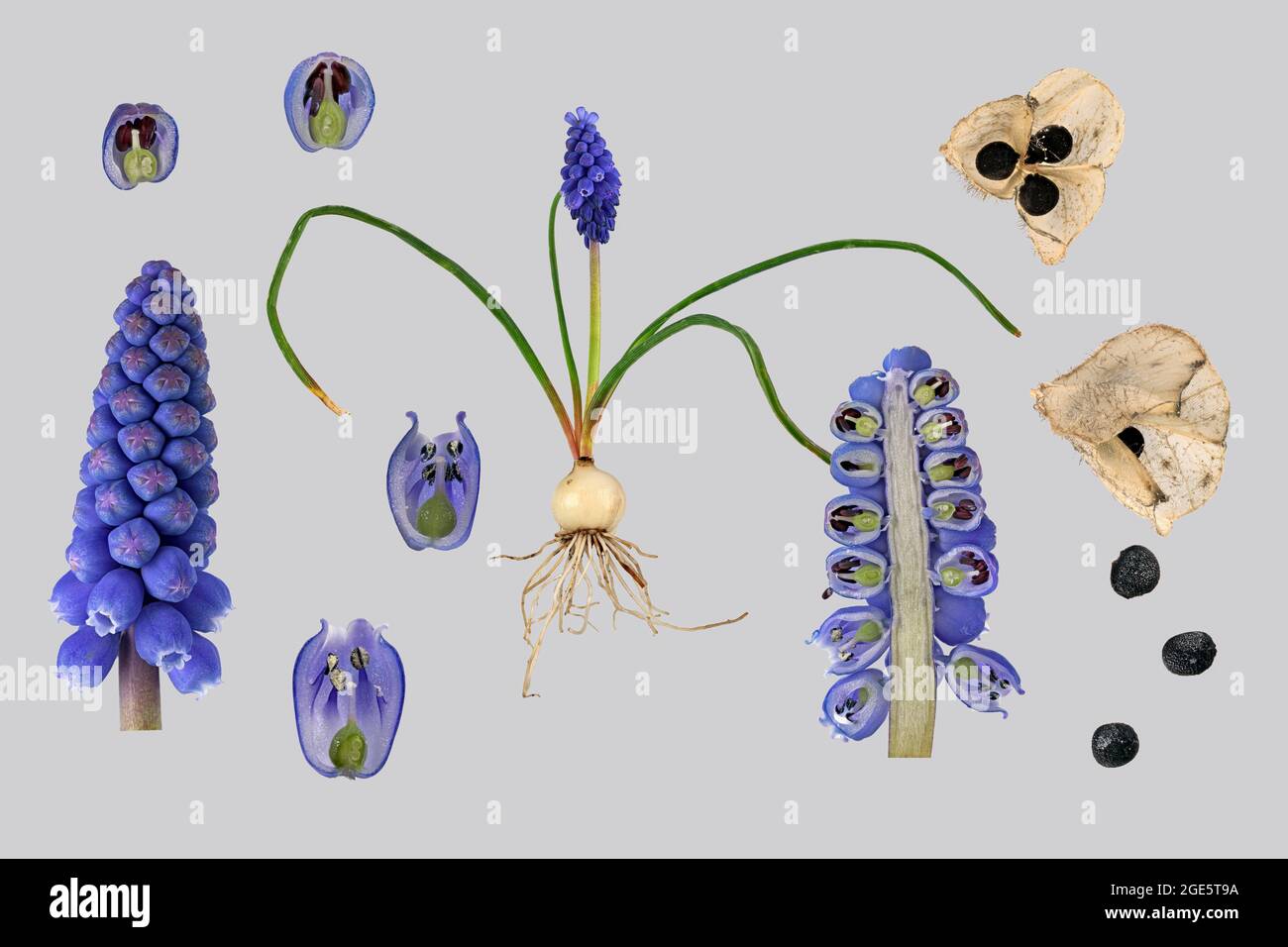 Armenian Grape hyacinth (Muscari armeniacum), plant, flower, bulb ...