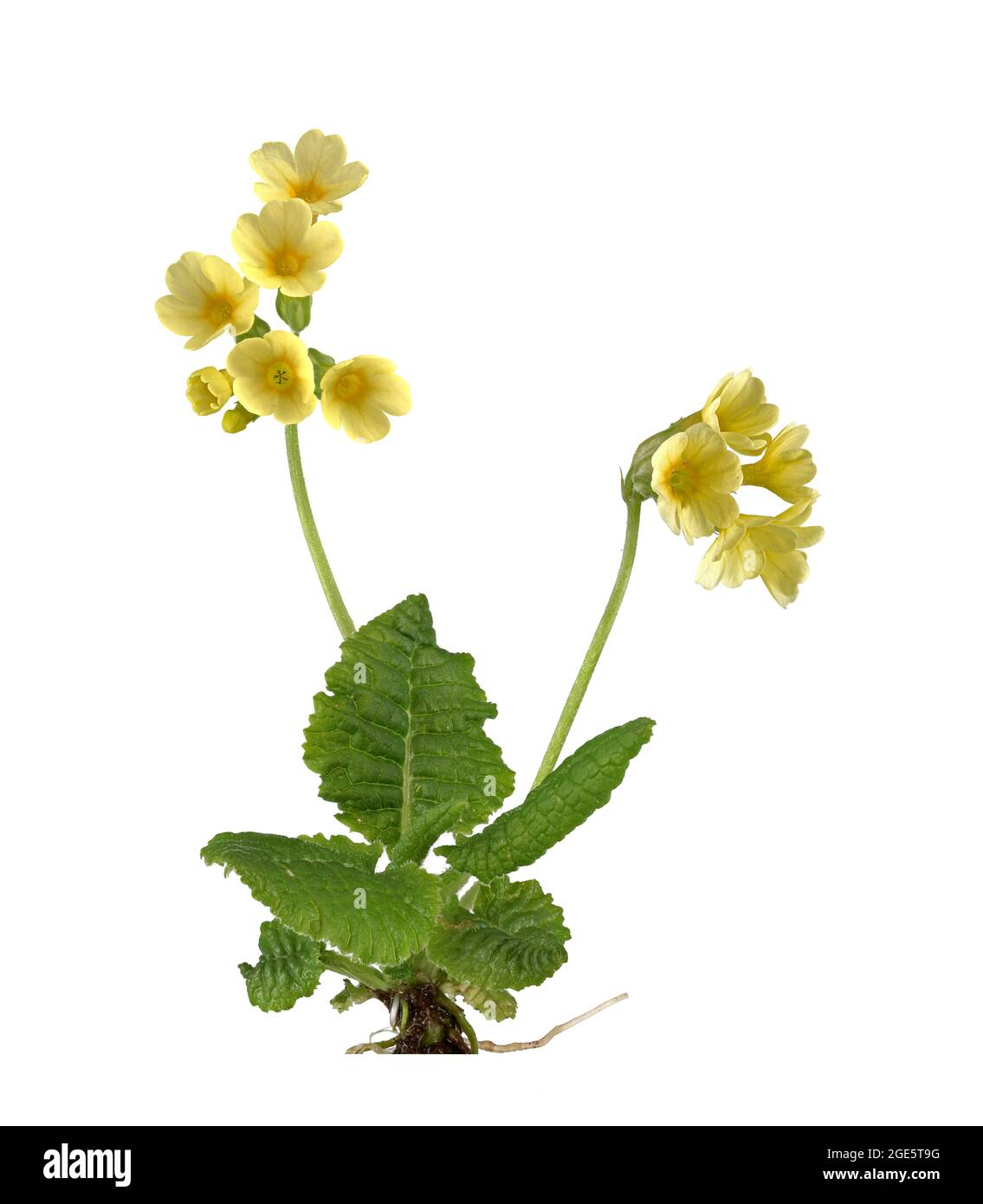 True oxlip (Primula elatior), plant, flower, Germany Stock Photo - Alamy