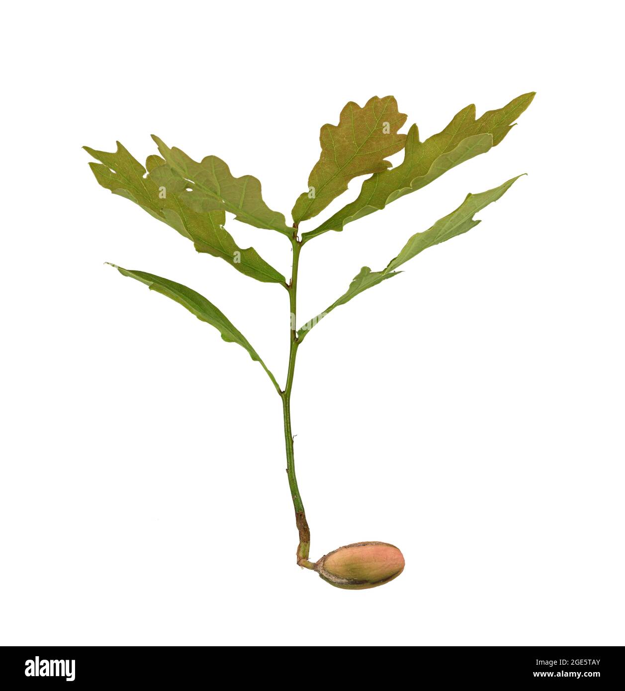 English germany Cut Out Stock Images & Pictures - Alamy