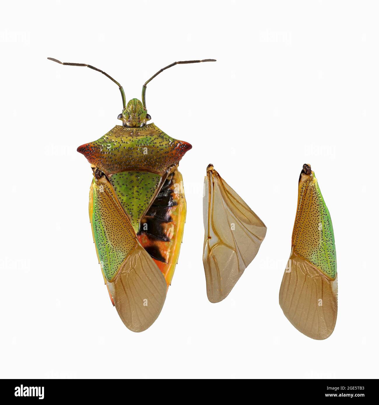 Hawthorn shield bug (Acanthosoma haemorrhoidale), dead find, outer wing ...