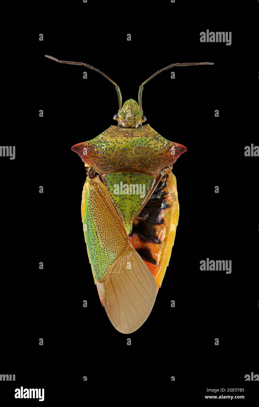 Hawthorn shield bug (Acanthosoma haemorrhoidale), dead find, outer wing ...