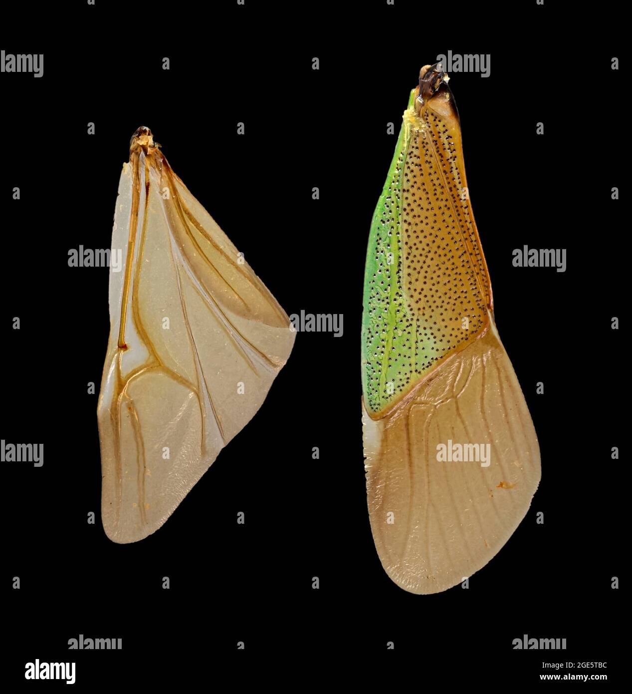 Hawthorn shield bug (Acanthosoma haemorrhoidale), outer wing, inner ...