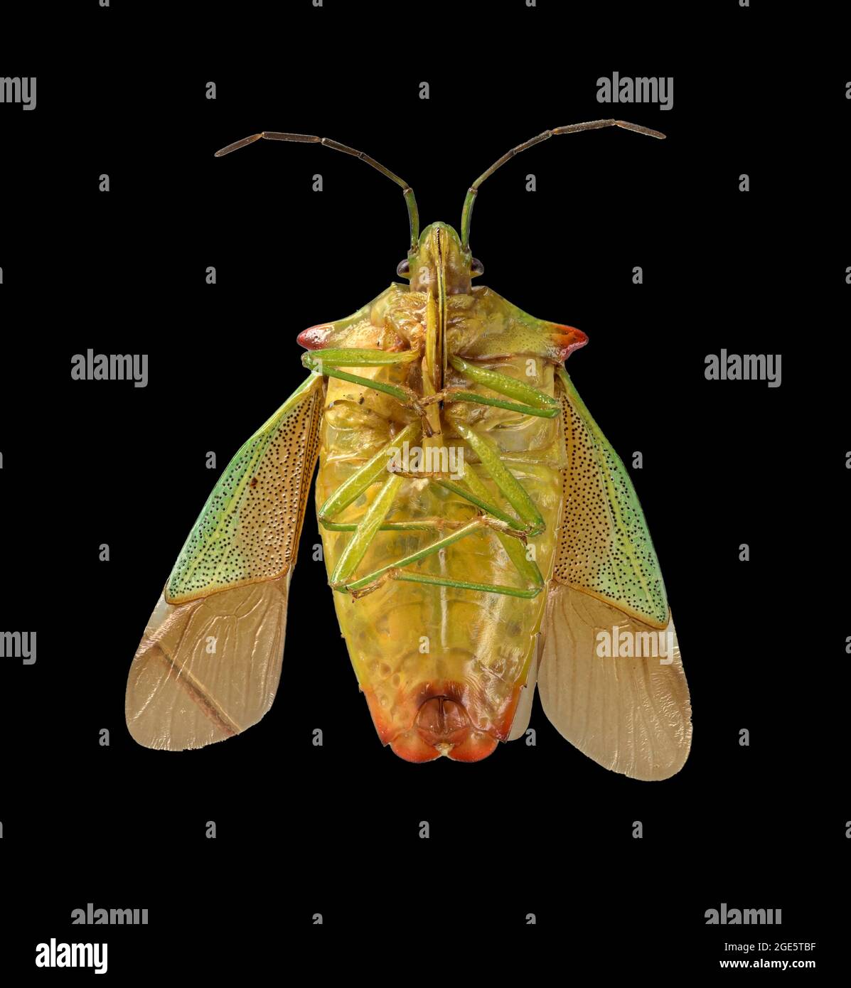 Hawthorn shield bug (Acanthosoma haemorrhoidale), found dead, from ...