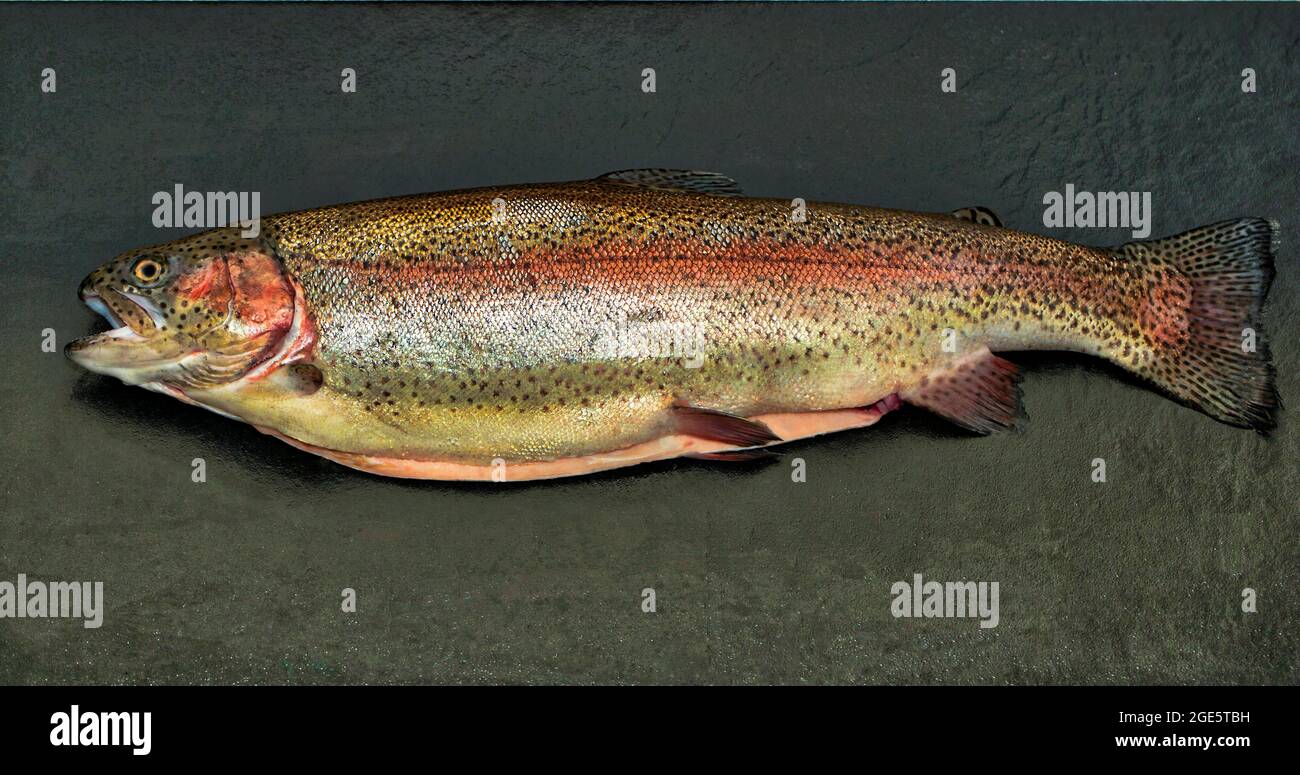 Rainbow trout (Salmo gairdneri) (Syn.: Parasalmo mykiss) farmed as ...