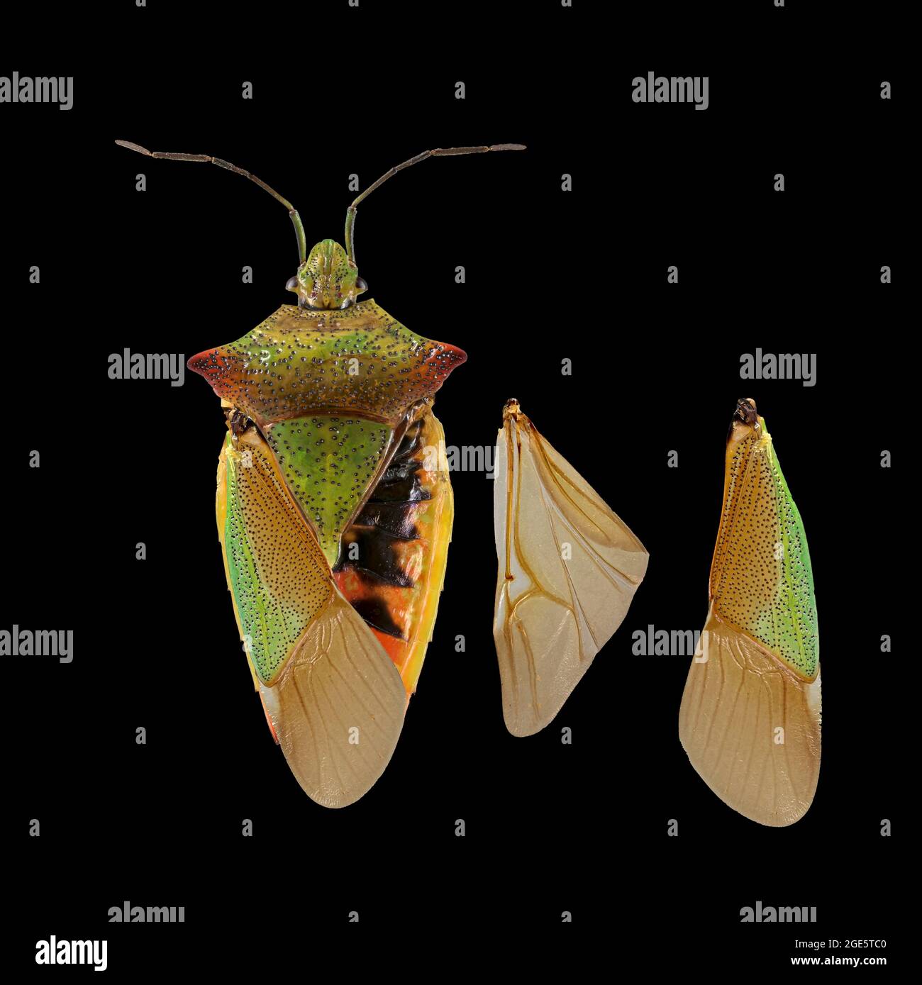 Hawthorn shield bug (Acanthosoma haemorrhoidale), dead find, outer wing ...