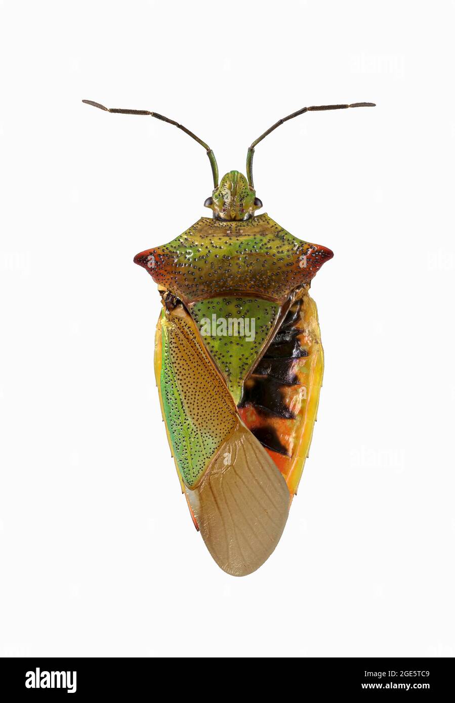 Outer plate Cut Out Stock Images & Pictures - Alamy