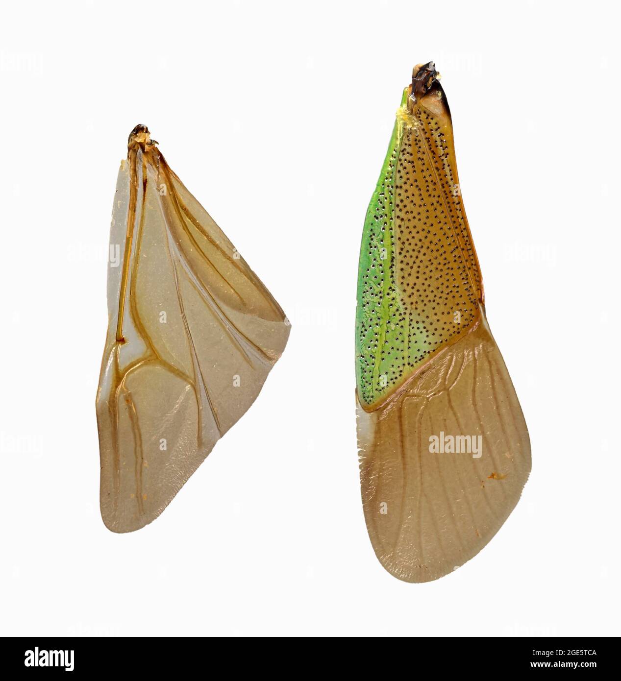 Hawthorn shield bug (Acanthosoma haemorrhoidale), outer wing, inner ...