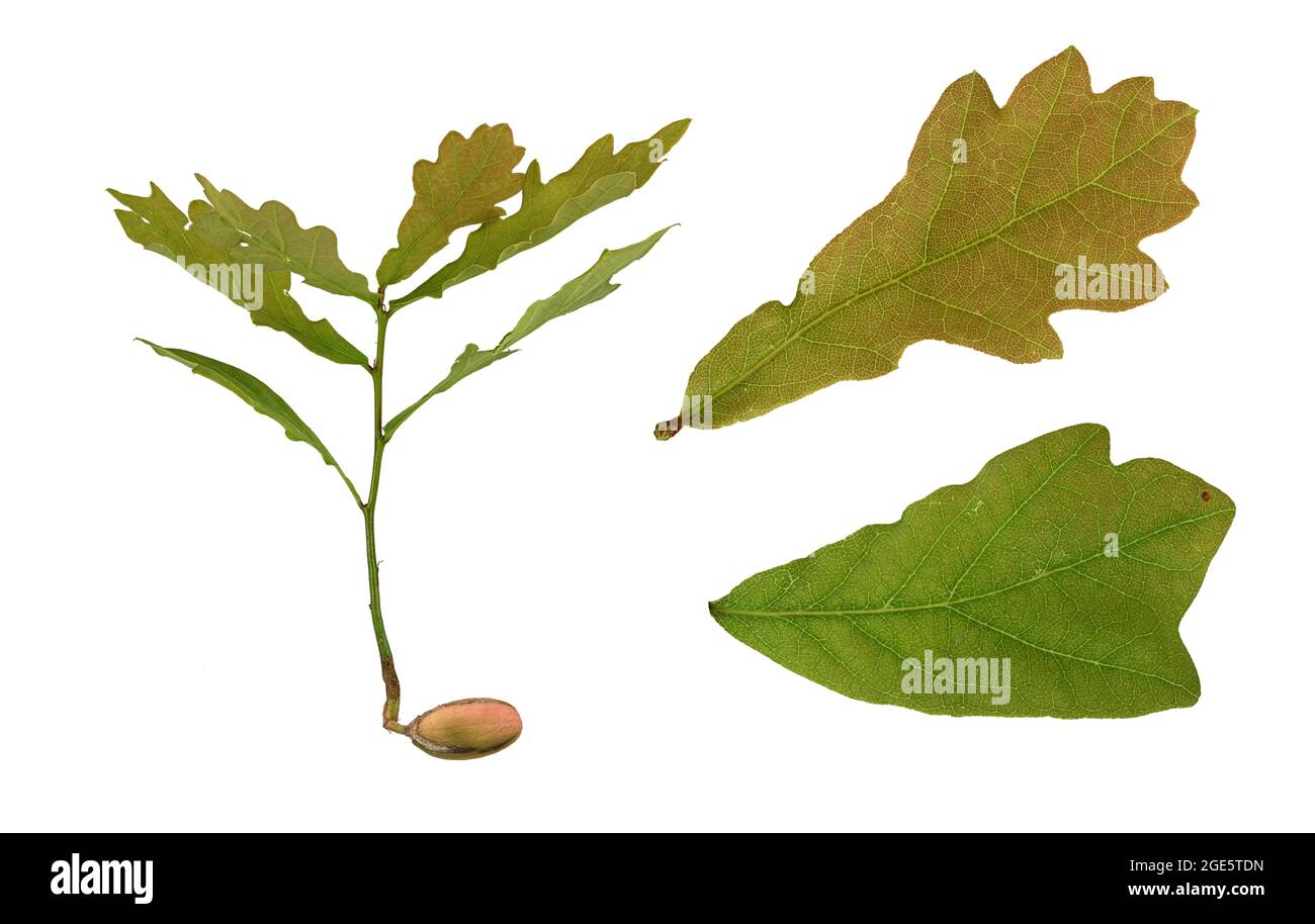 English oak (Quercus robur), seedling with acorn, leaf, photo panel ...