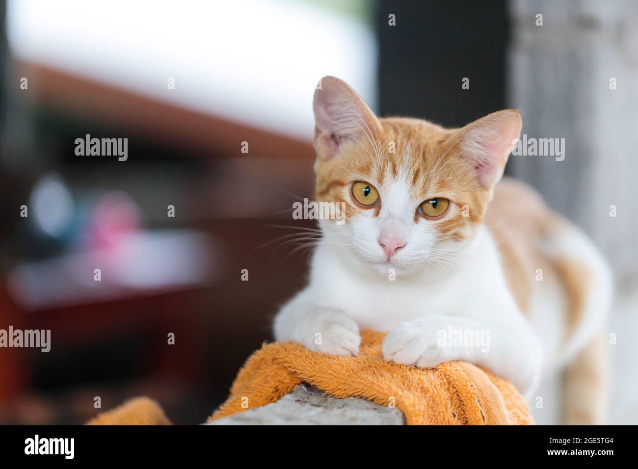 The cute Thai cat is squatting, a cat look at camera, a happy and ...