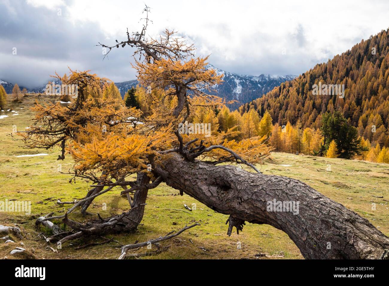 Fallen autumn-coloured larch, Nockberge, Biosphaerenpark Nockalm ...